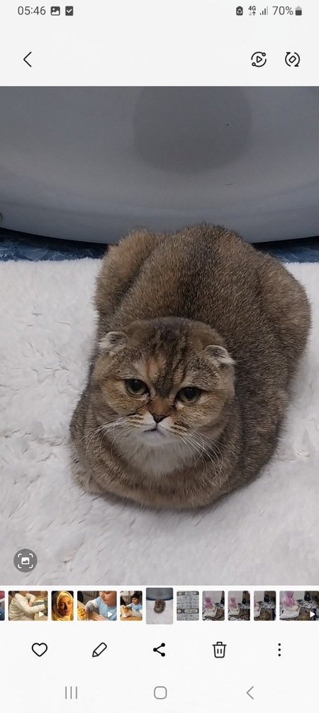 Скотиш фолд кошка