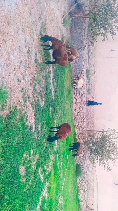 Qoʻy qoʻchqorlar sotiladi narxi arzon