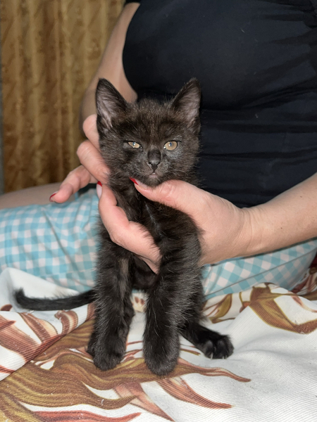 Отдам бесплатно котят в добрые руки