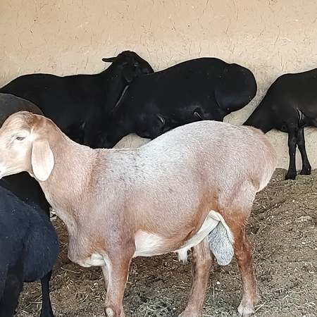 Кассоб сервис.Qassob xizmati sifatli sogʻlom xidsiz qoʻylarimiz bor