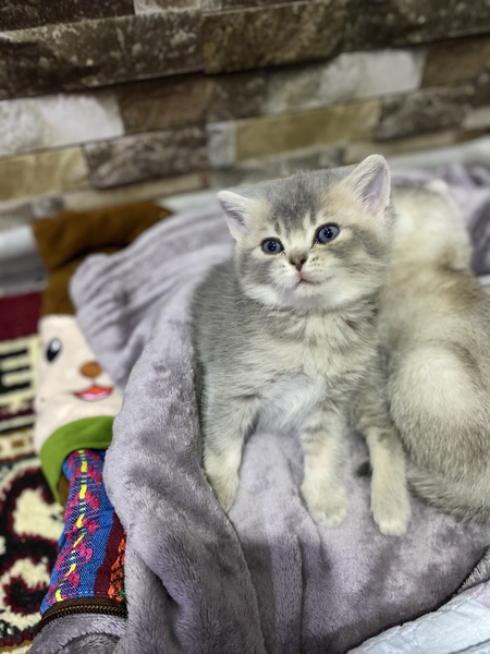 Продам британских котят!!!