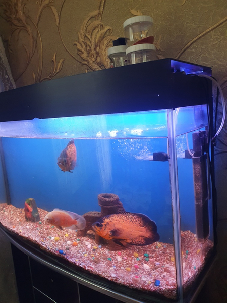 Akvarium sotiladi