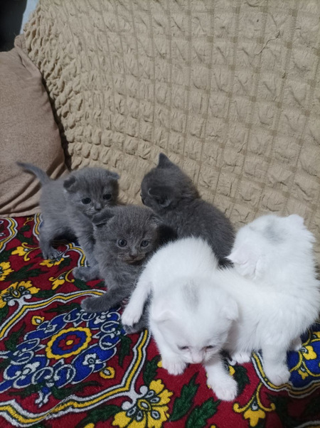 Продам срочна котята скотиш фолд