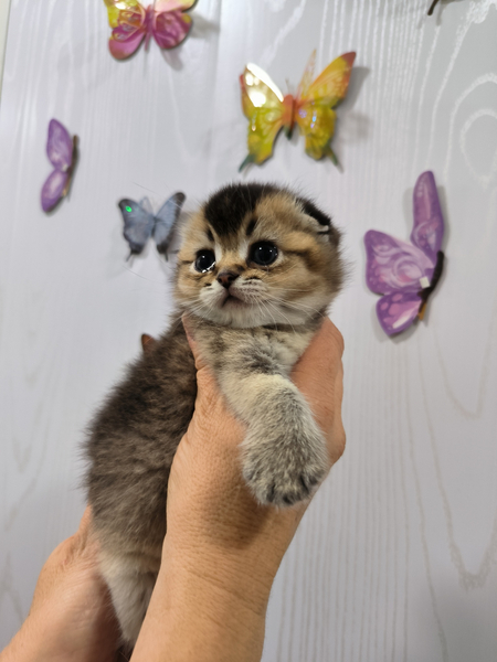 Продаётся котёнок