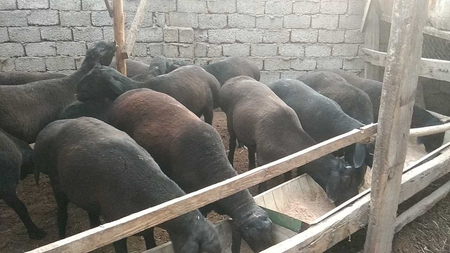 Qora qo'chqorlar 55 mingdan  jivoy vesiga