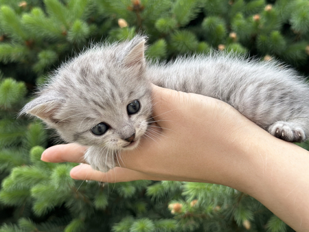 Котенок серебристый мальчик