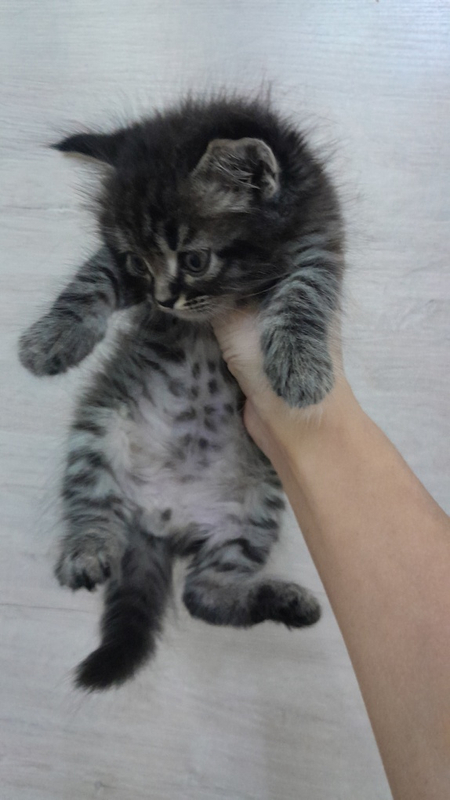Сибирский котёнок мальчик