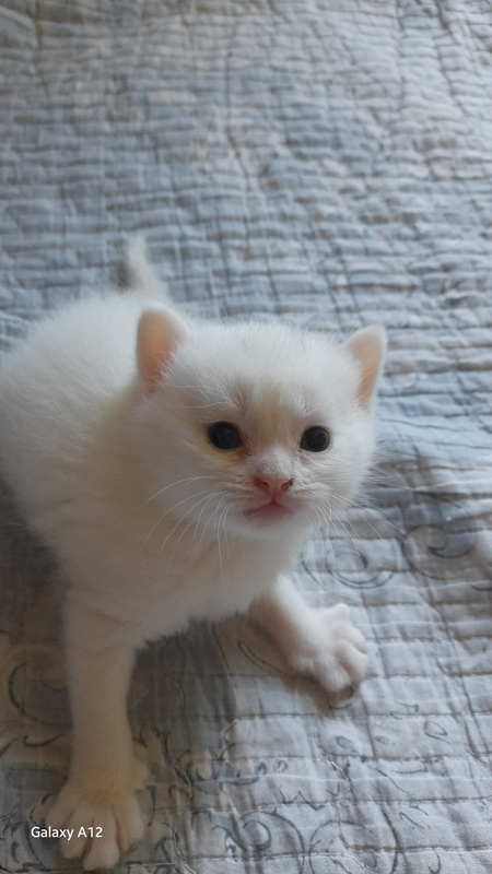 Bron ochildi 1oyli 5ta qiz 1ta ogil