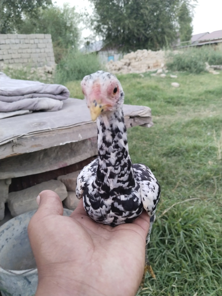 Dakan jojala sotiladi