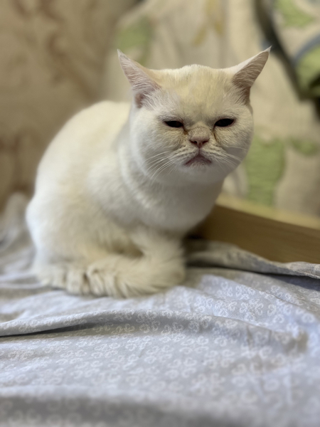 Чистокровный Шотландкий прямоухый котенок:  КАСПЕР