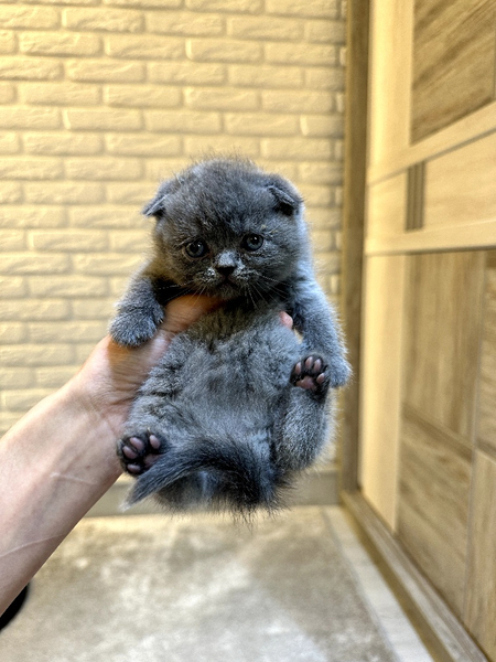 Продаются котята Страйт и фолд