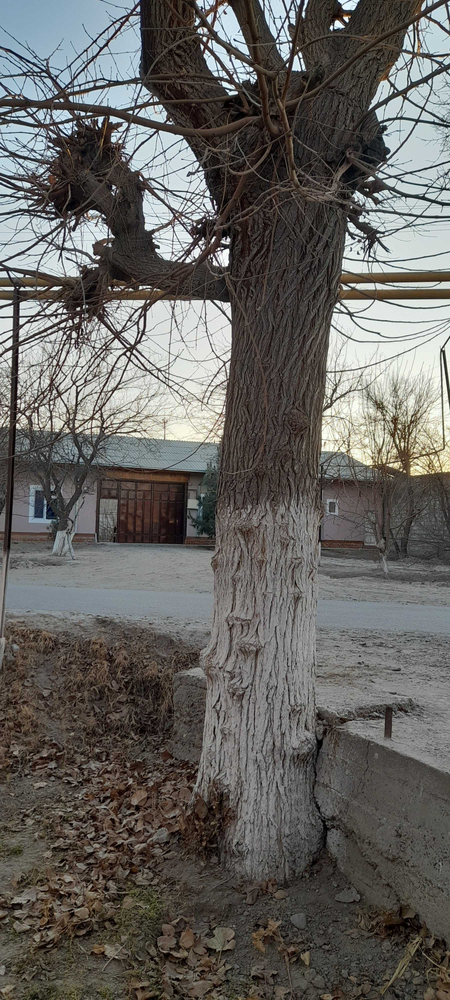Tut daraxti (o‘tin) sotiladi