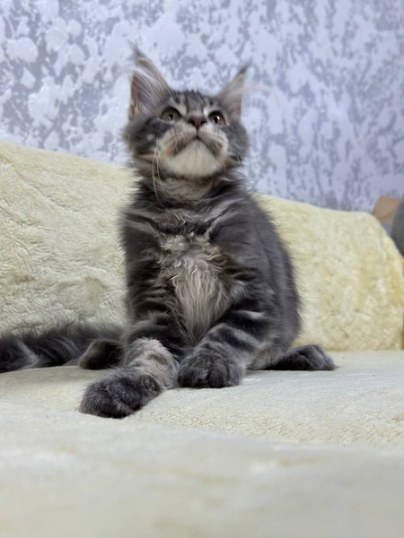 Клубный котенок Мейн Кун