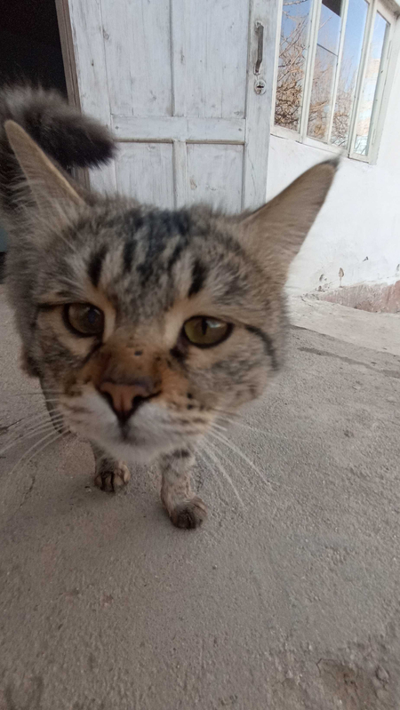 Продается кот мальчик