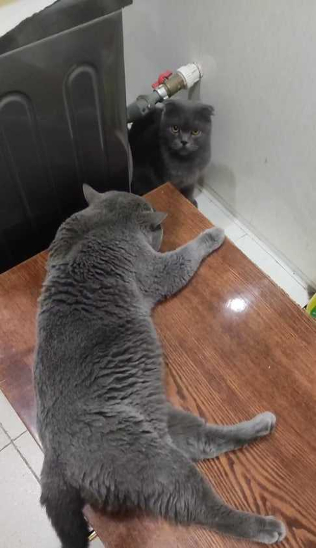 Котёнок Scotish fold (Шотландский вислоухий) 2 месячный мальчик.