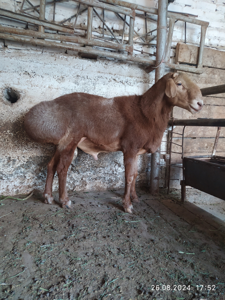 Qo'chqor sotiladi