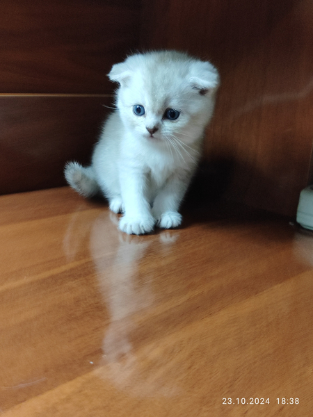 Продается Шиншилла Скоттиш фолд