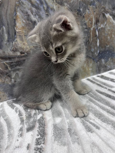Котёнок скоттиш фолд