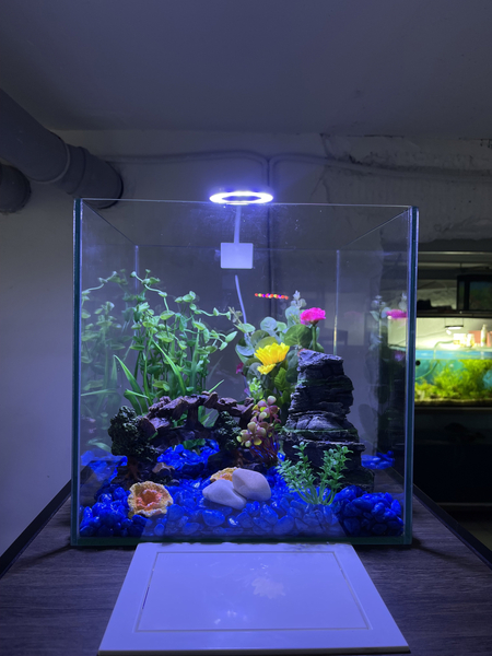 Akvarium Kub 0.6 oynadan yasalgan