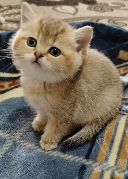 Продаётся котята