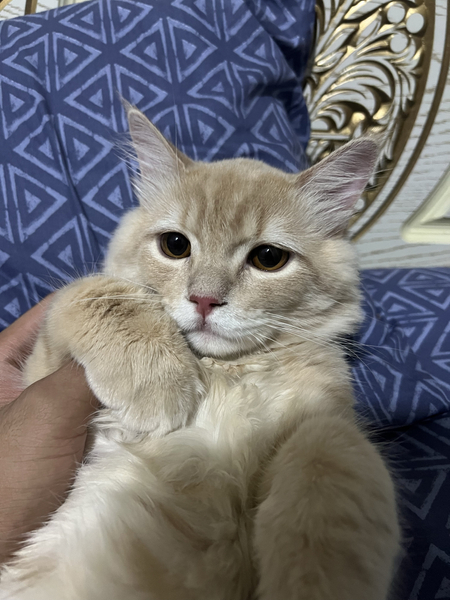 Кошка для вязки скотиш хайланд страйт