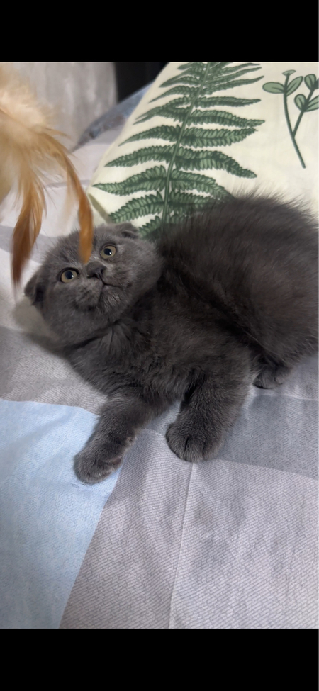 Скотиш фолд мальчик
