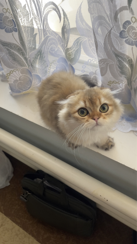 Золотая шиншилла