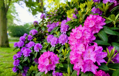 Рододендрон l Rhododendron