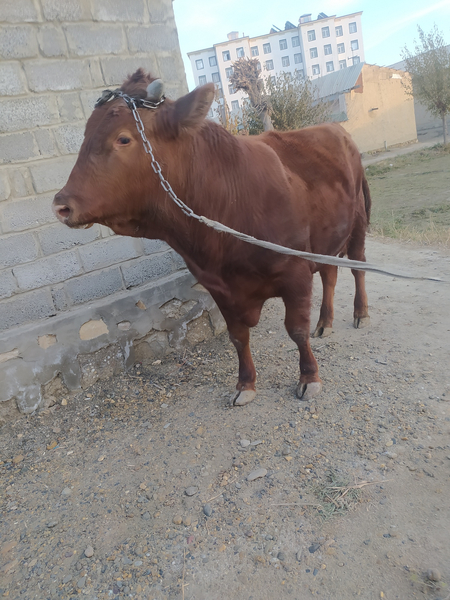 Buqa  sotiladi yosh