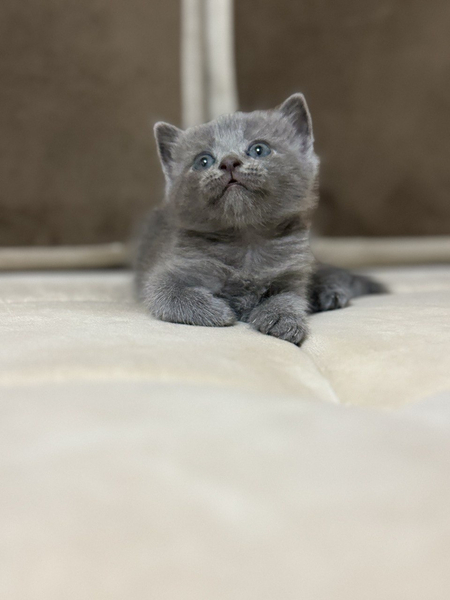 Готовые котята скоттиш-страйт!