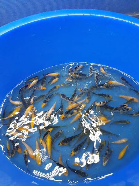 Koi malyoklari sotiladi