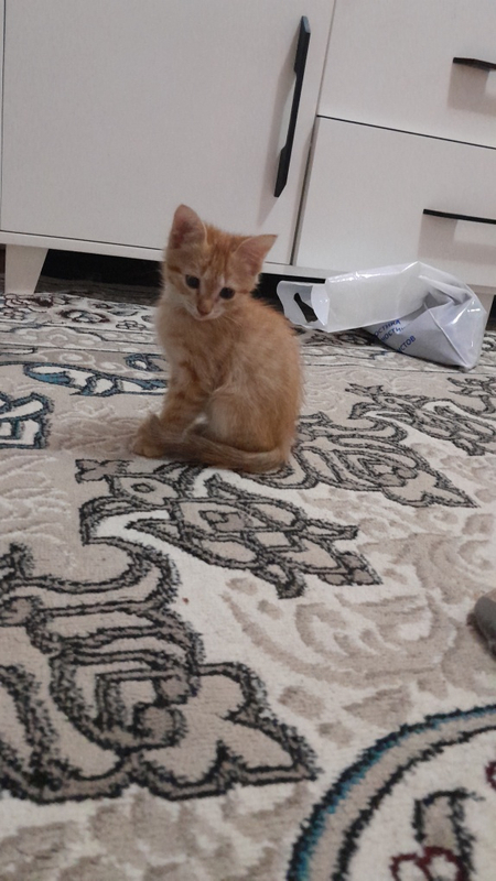 Домашние котенки 2 месяца