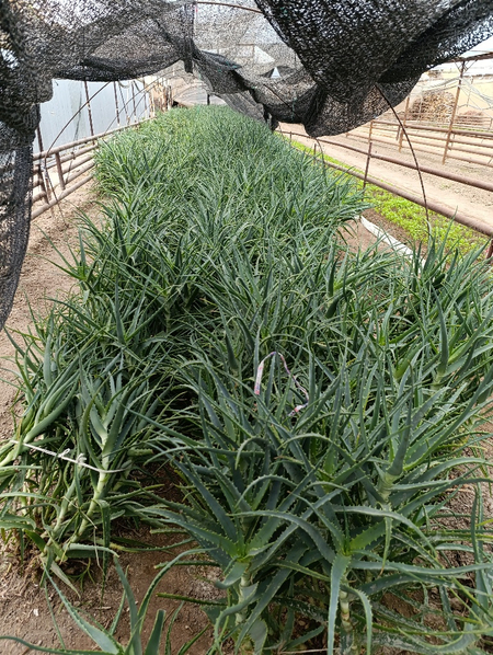 лечебный Aloe vera