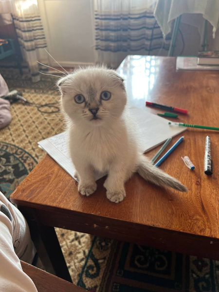 Mushuk sotiladi. Scottish fold chinchilla zotiga mansub.