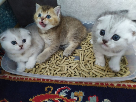 Вязка не продажа Шиншилла кота серебристый