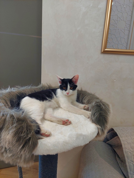 Котёнок девочка. Очень ласковая