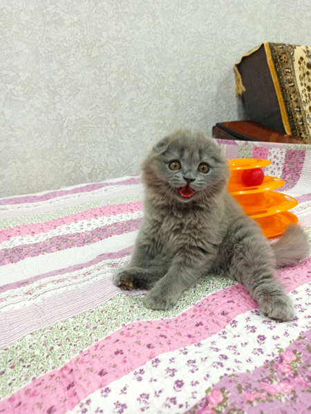 Продается девочка скоттиш фолд