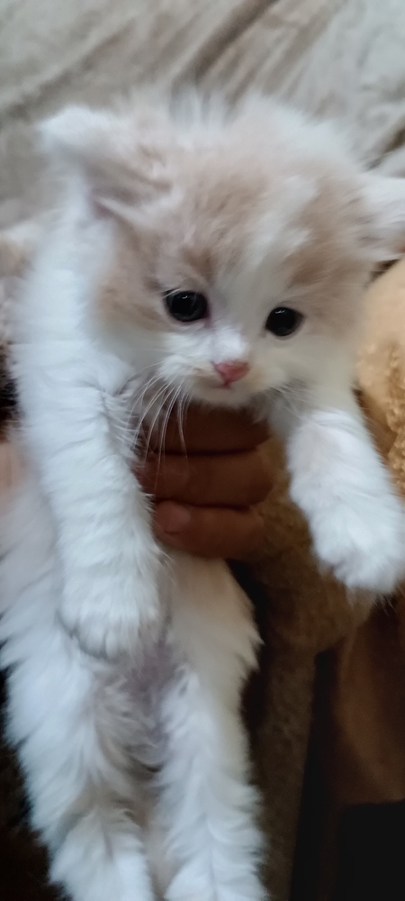 Продаются котята скотиш страйт