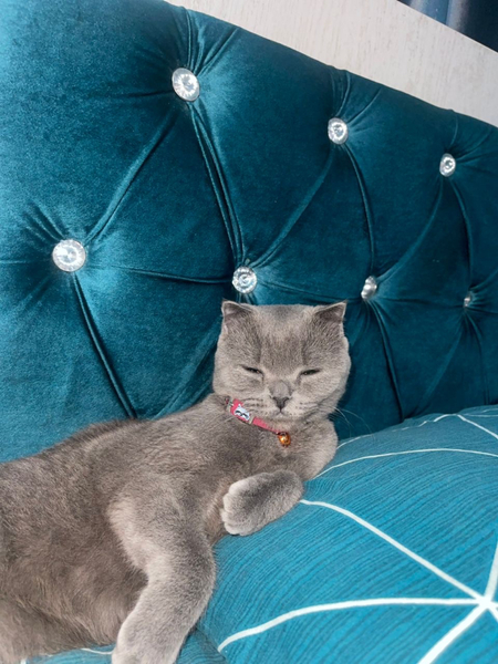 Срочно кошка скотиш фолд
