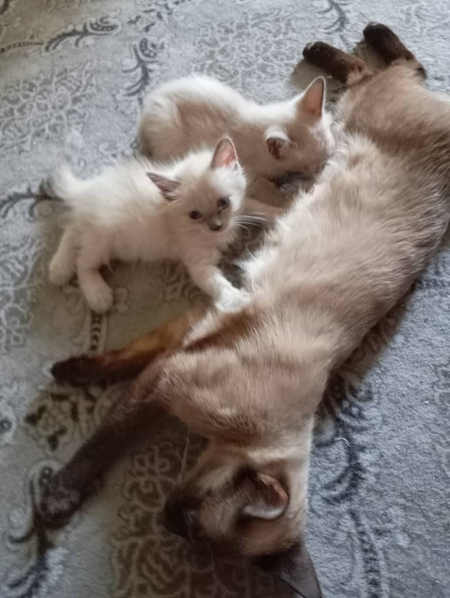 Продаются котята