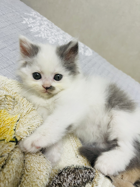 Котята метисы, сибирские/скотиш страйт, 1,5 месяца к лотку приучены