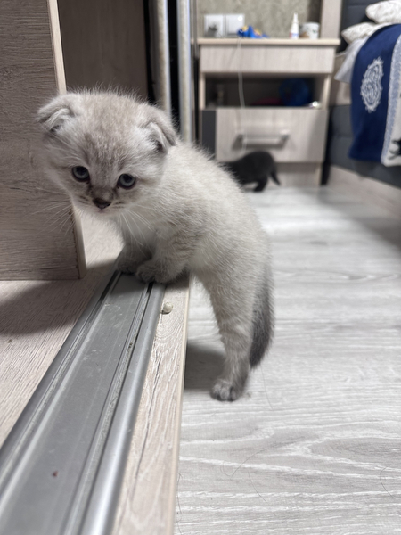 Продается котят от правилной вязки (скотиш фолд)