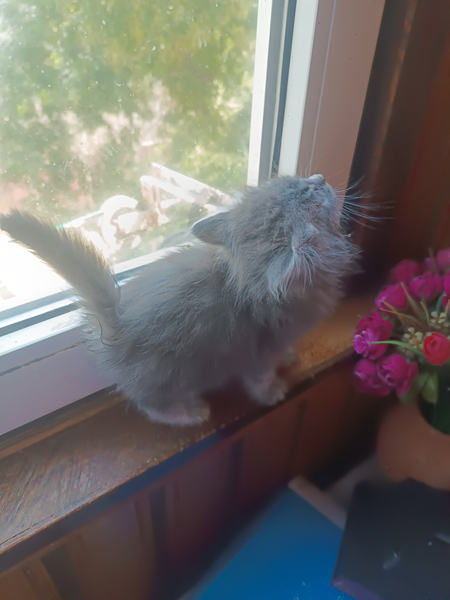 Сибирский котёнок !