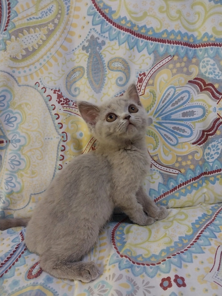 Продаётся кошка скотиш страйт