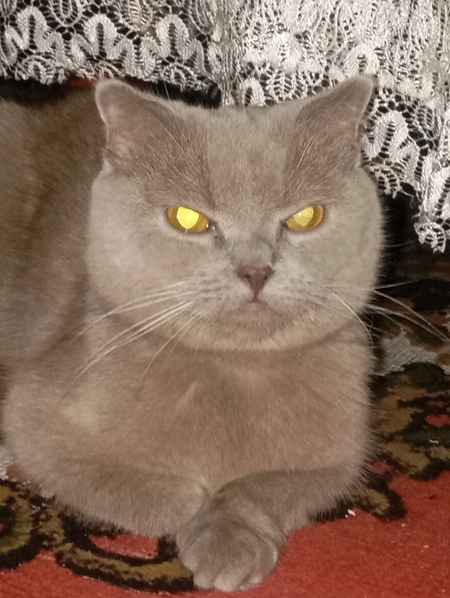 Британская кошка