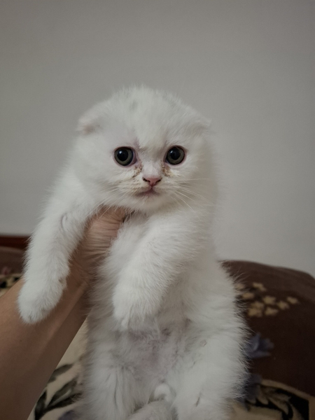 Продаётся котёнок Скотиш Фолд
