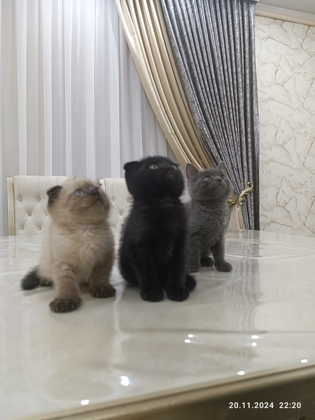 Вислоухий пышыктар сатылады