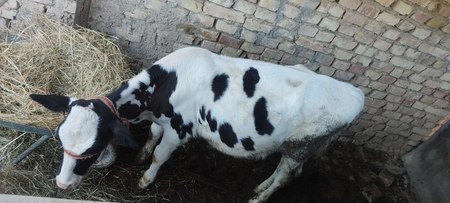 Jo'najin 5-6 oyli yeb ichi yaxshi  narx 4.500 mln