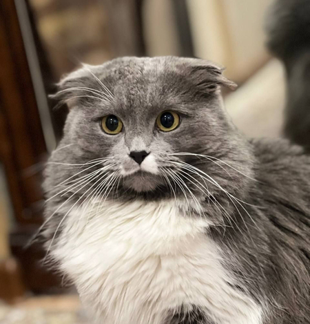 Кот вислоухий скоттиш фолб