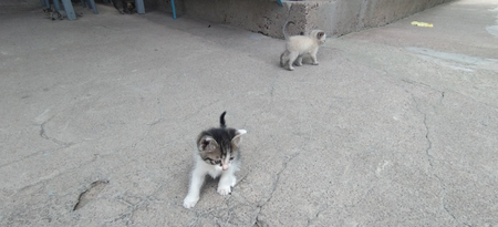 Отдам котят бесплатно